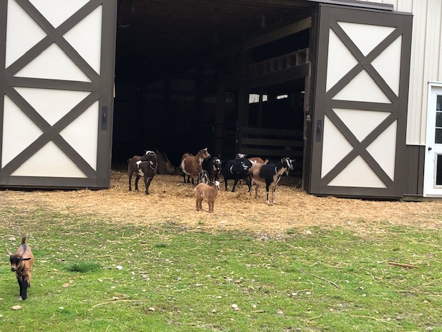 Our Does – Trillium Way Farm